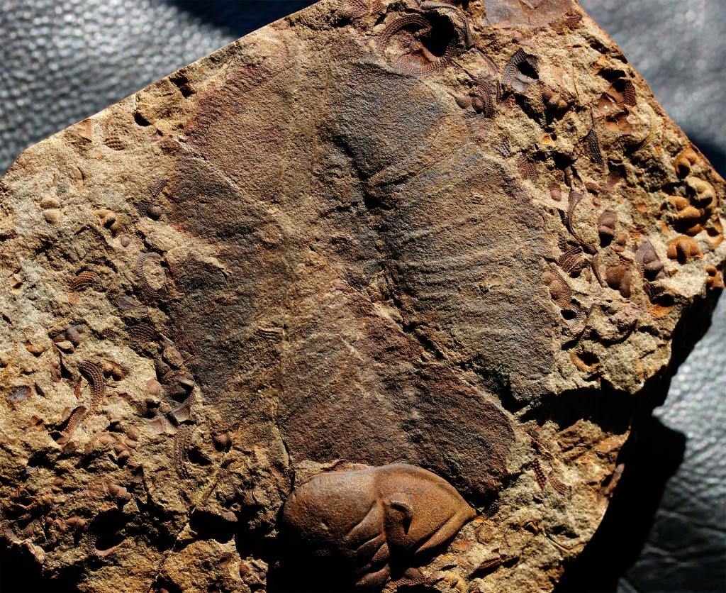 9012-zoom0 - Fossils.at