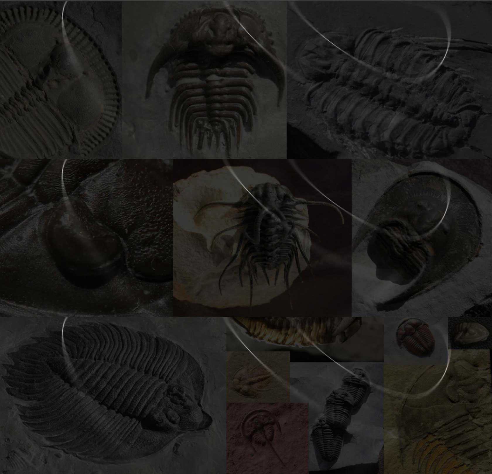 Trilobite Background - Fossils.at