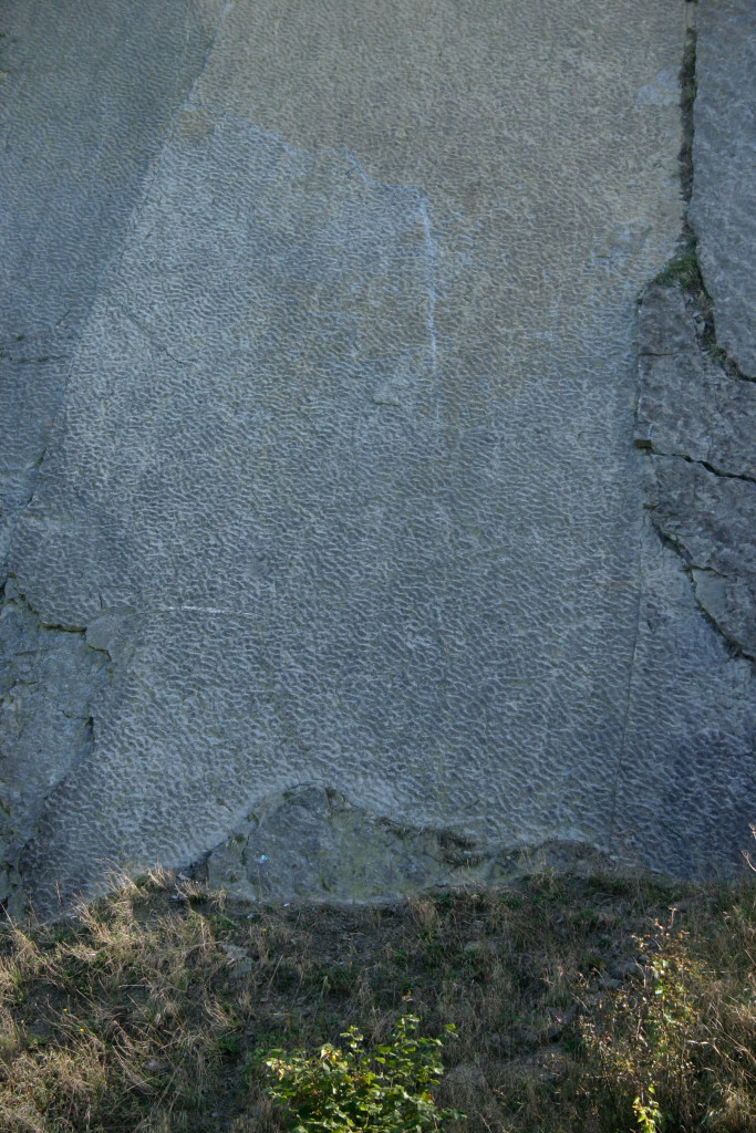Wren’s Nest - Fossils Dudley a classical Silurian Fossil site.