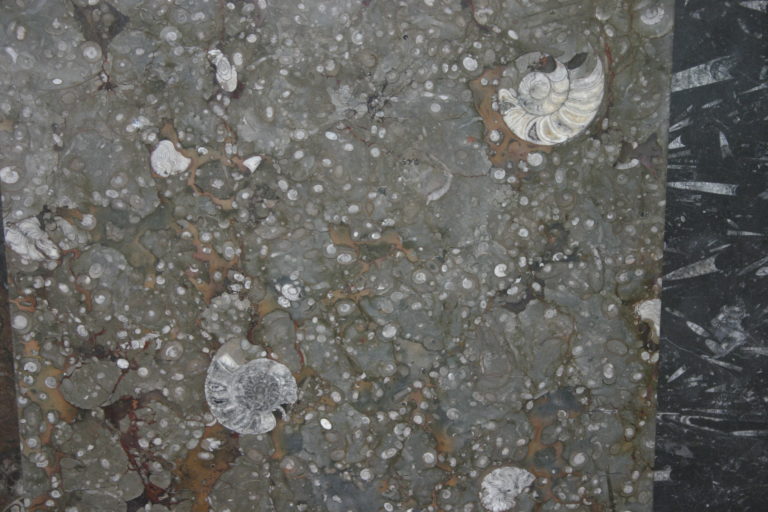 Some of this policed Devonian limestone’s are exceptionally decorative ...