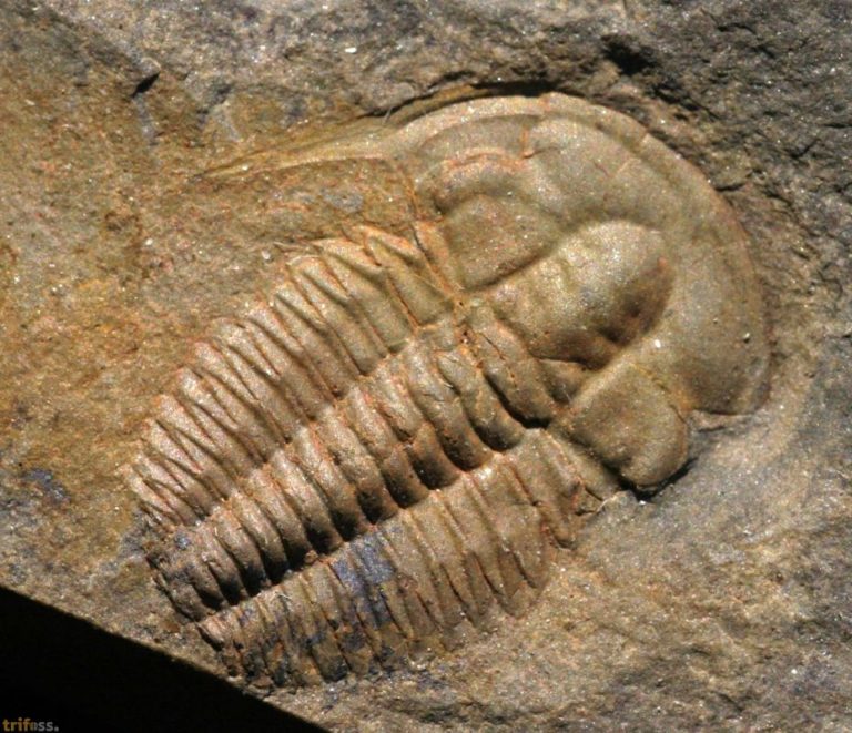 Fossils at the Emu Bay, a Cambrian Konservat-Lagerstätte